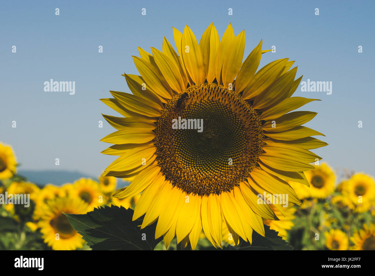 Sunflower texture hi-res stock photography and images - Alamy