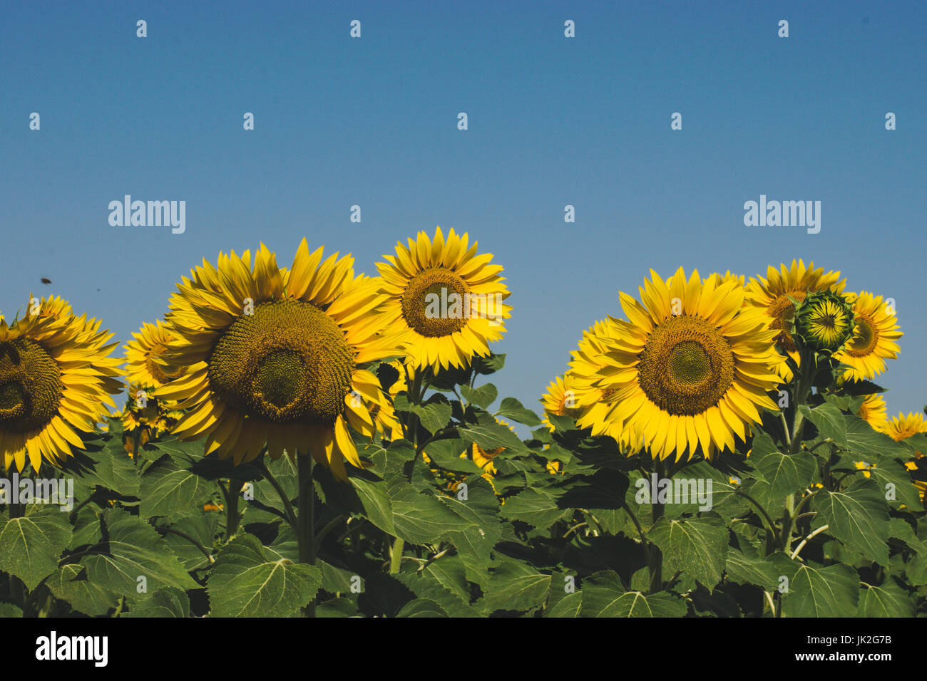 Sunflower texture hi-res stock photography and images - Alamy