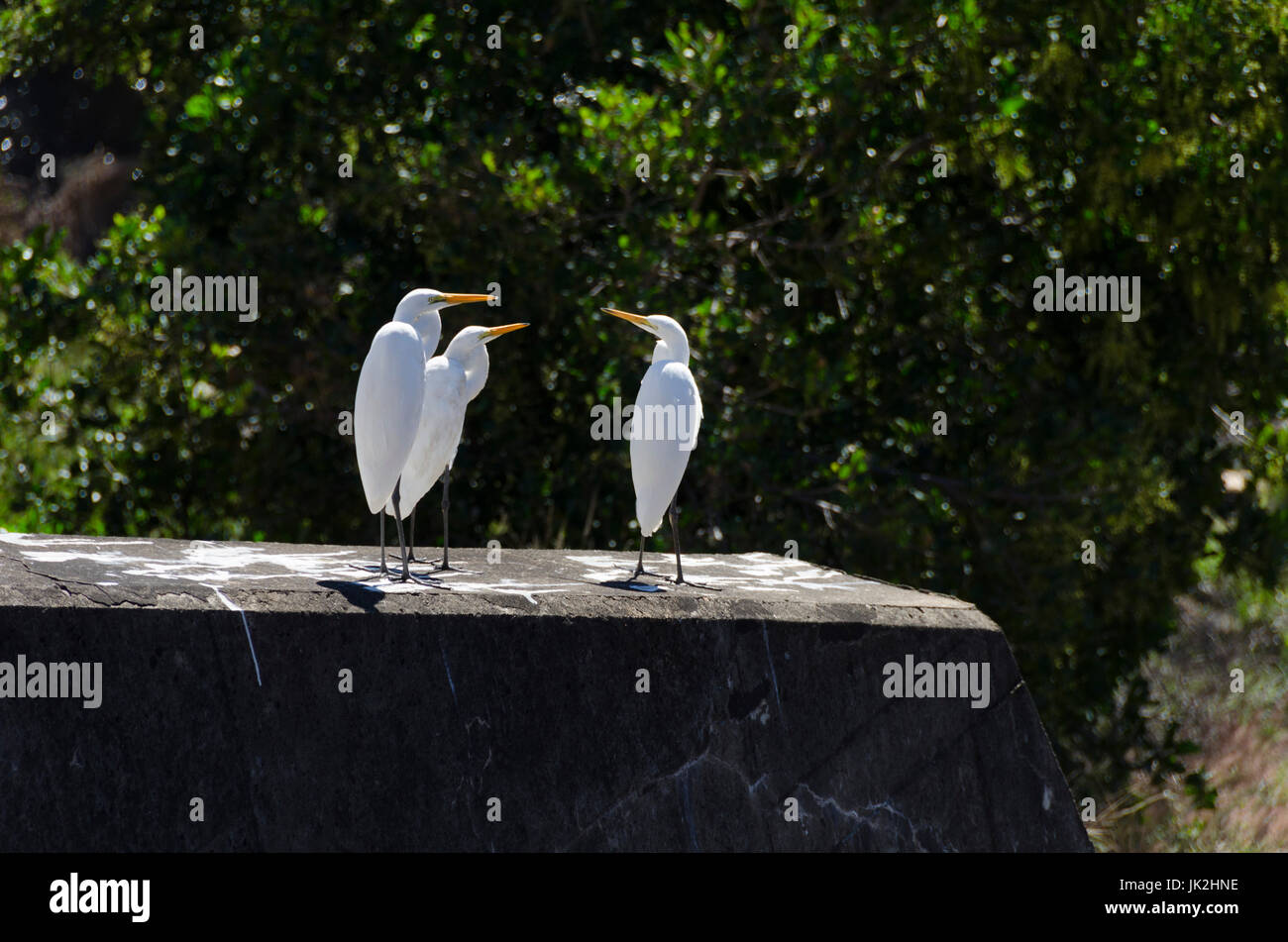 Australian egrets hi-res stock photography and images - Alamy