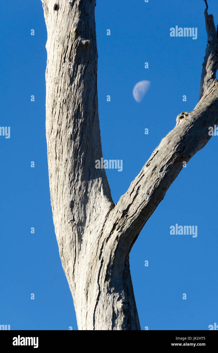 Dead tree and full moon hi-res stock photography and images - Alamy