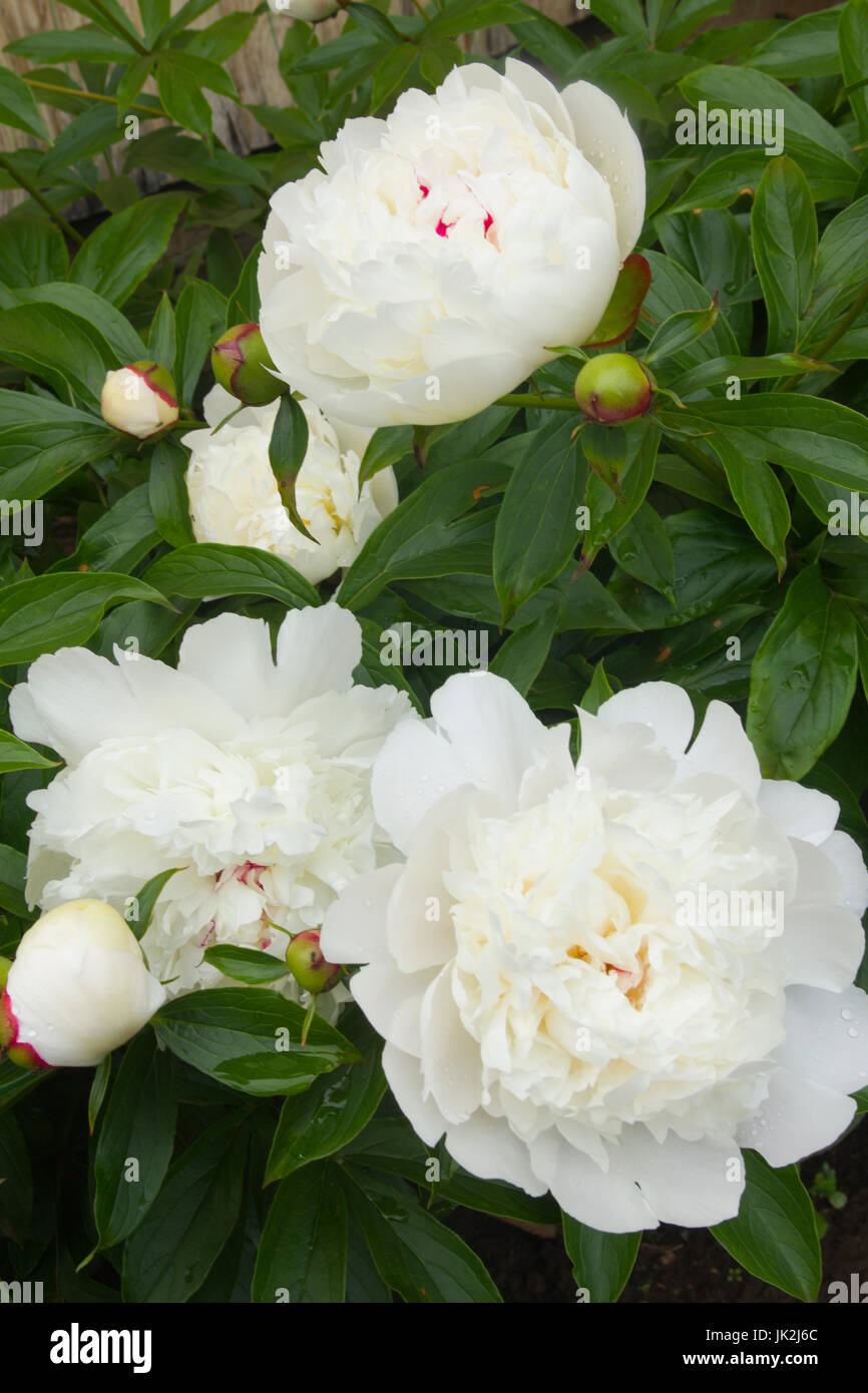 Flowering peonies in the summer garden Stock Photo - Alamy