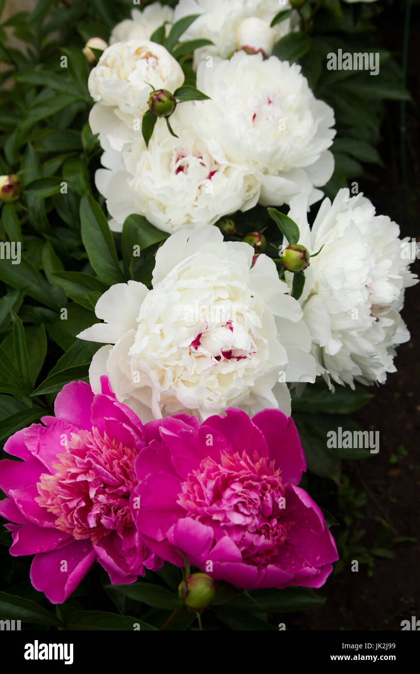 Flowering peonies in the summer garden Stock Photo - Alamy