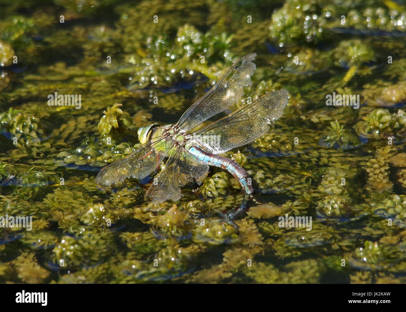 emperor dragonfly or blue emperor on water Stock Photo - Alamy