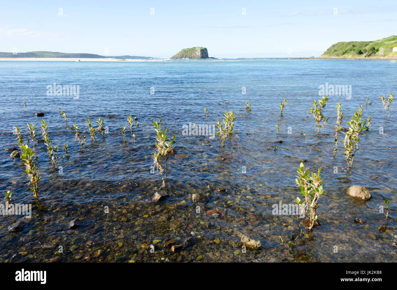 Mangroves, at Minnamura river estuary, Minnamurra, New South Wales ...