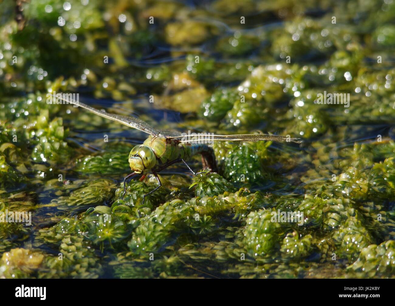 emperor dragonfly or blue emperor on water Stock Photo - Alamy