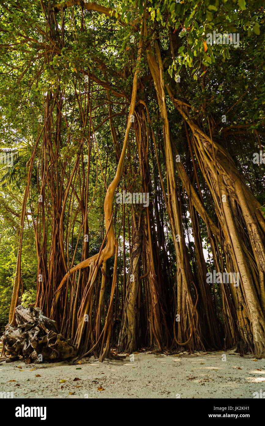 Large Giant Trees Canopy High Resolution Stock Photography and Images ...