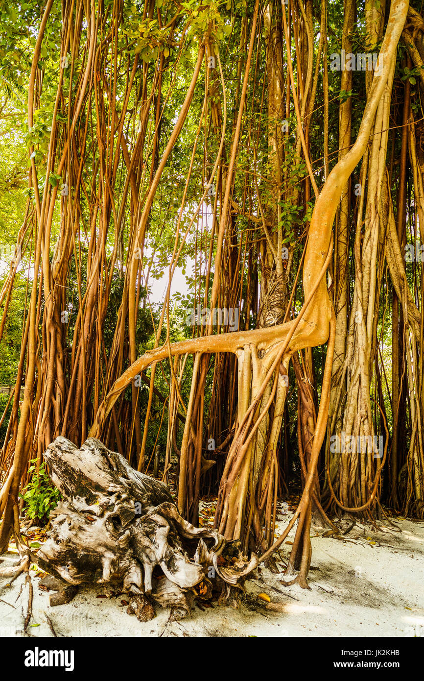 large old trees overgrown with lianas Stock Photo - Alamy