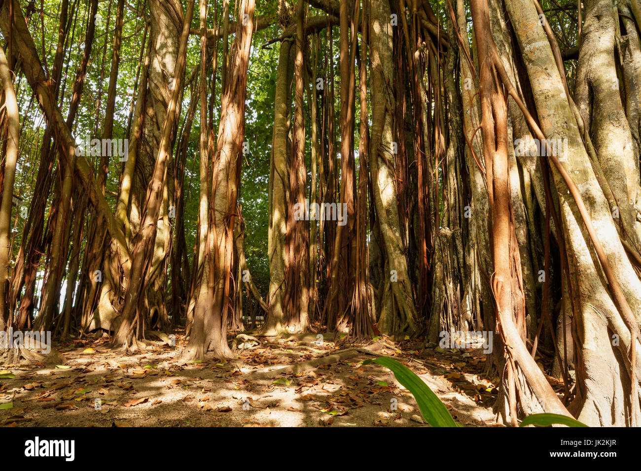 large old trees overgrown with lianas Stock Photo - Alamy