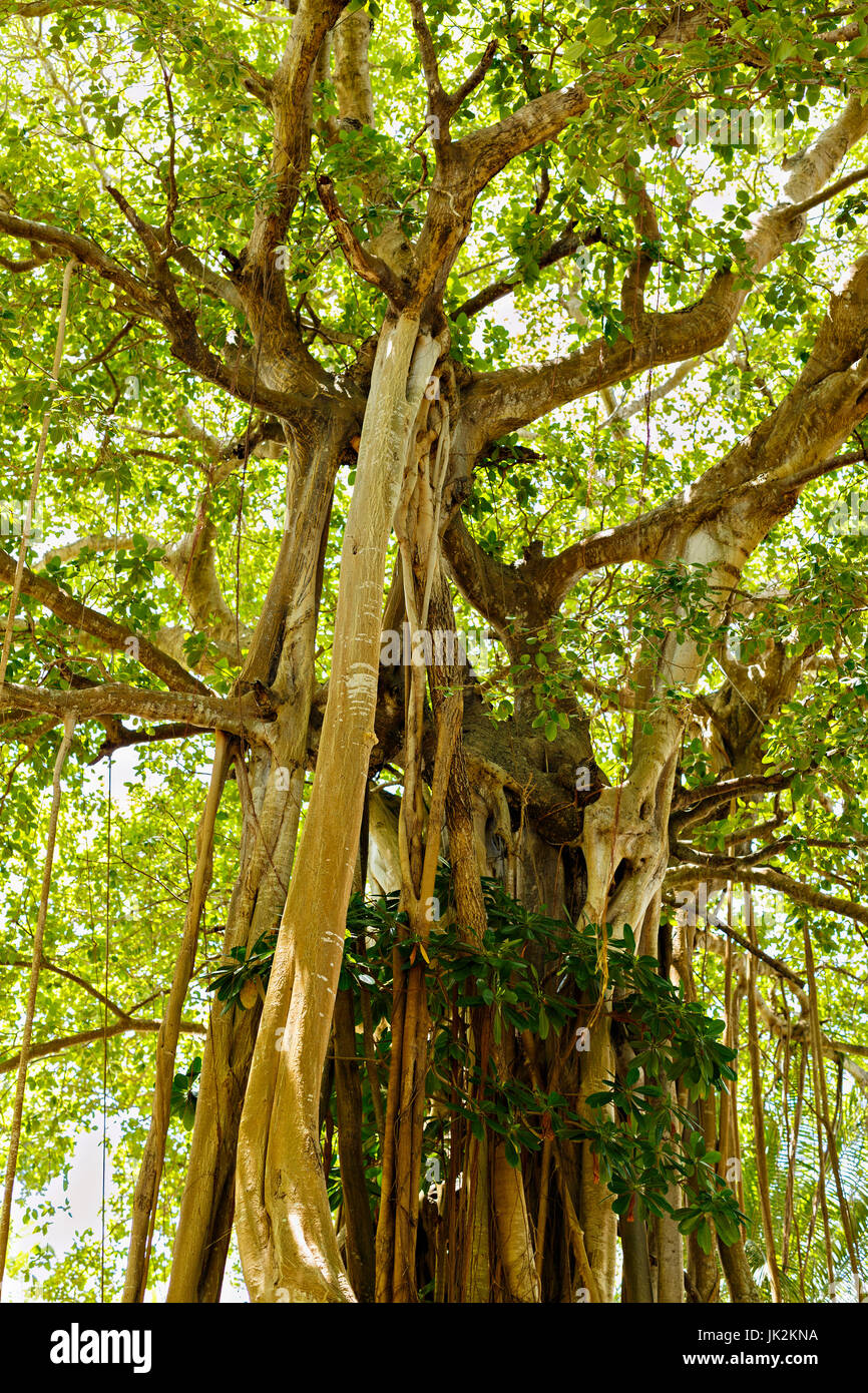 Giant rainforest tree ecuador hi-res stock photography and images - Alamy