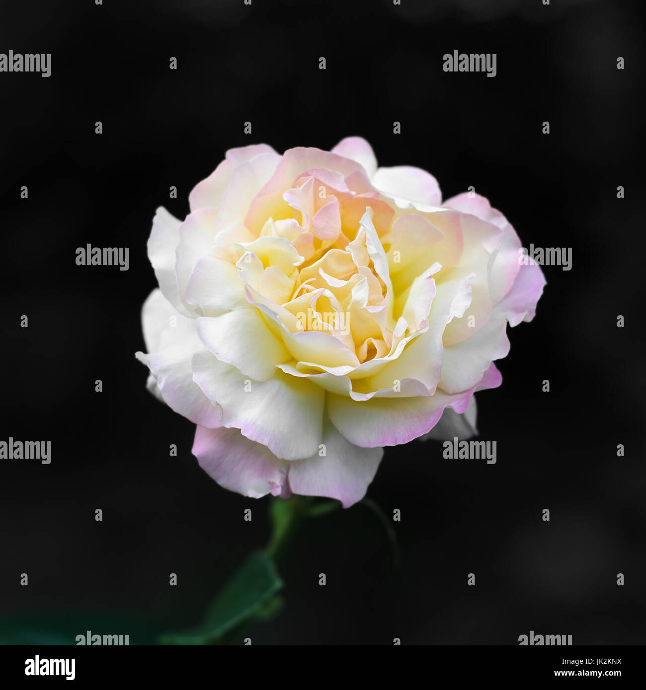 Cream wedding background hi-res stock photography and images - Alamy