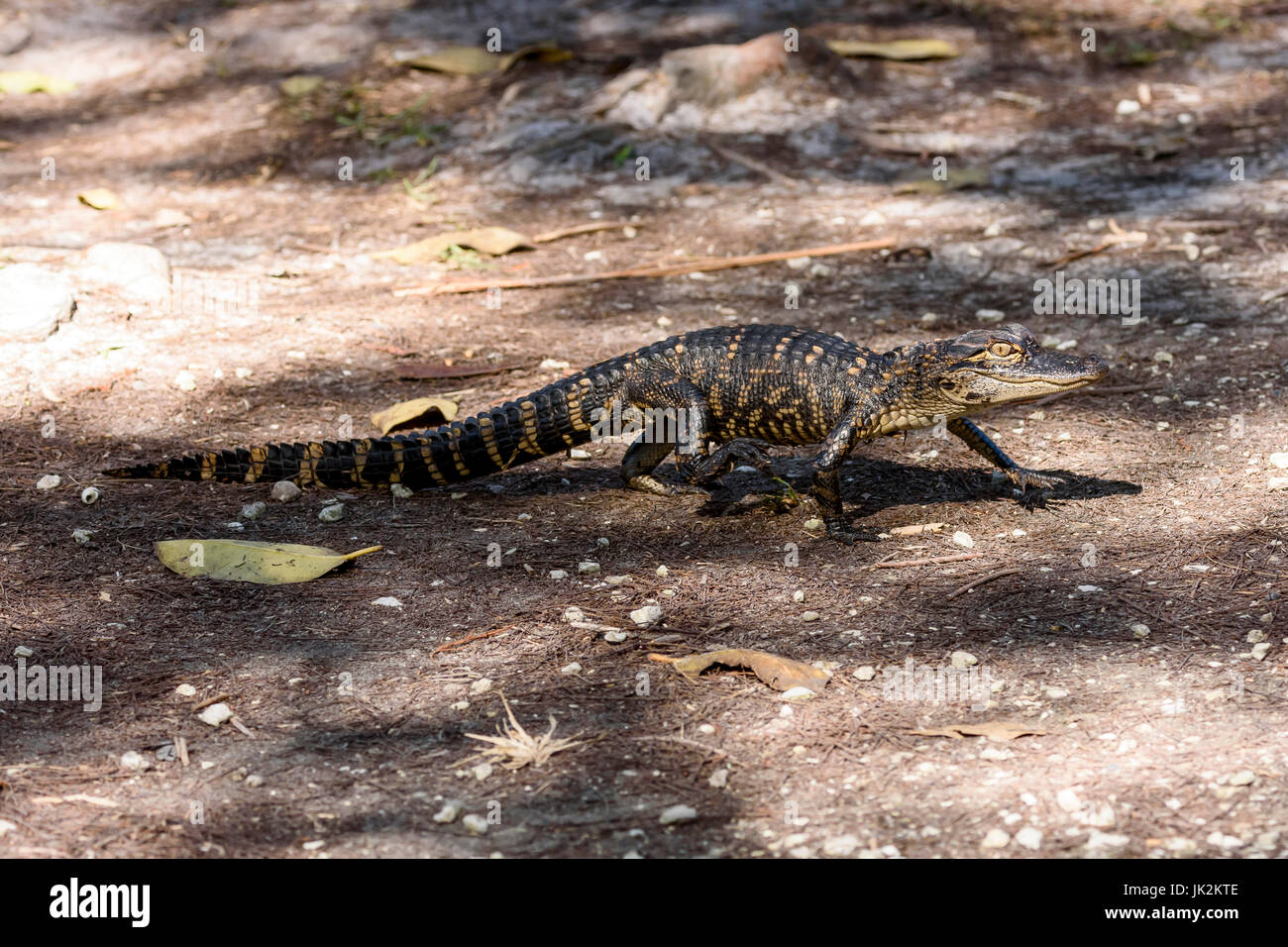 American alligator (Alligator mississippiensis) hatchling, Big Cypress ...