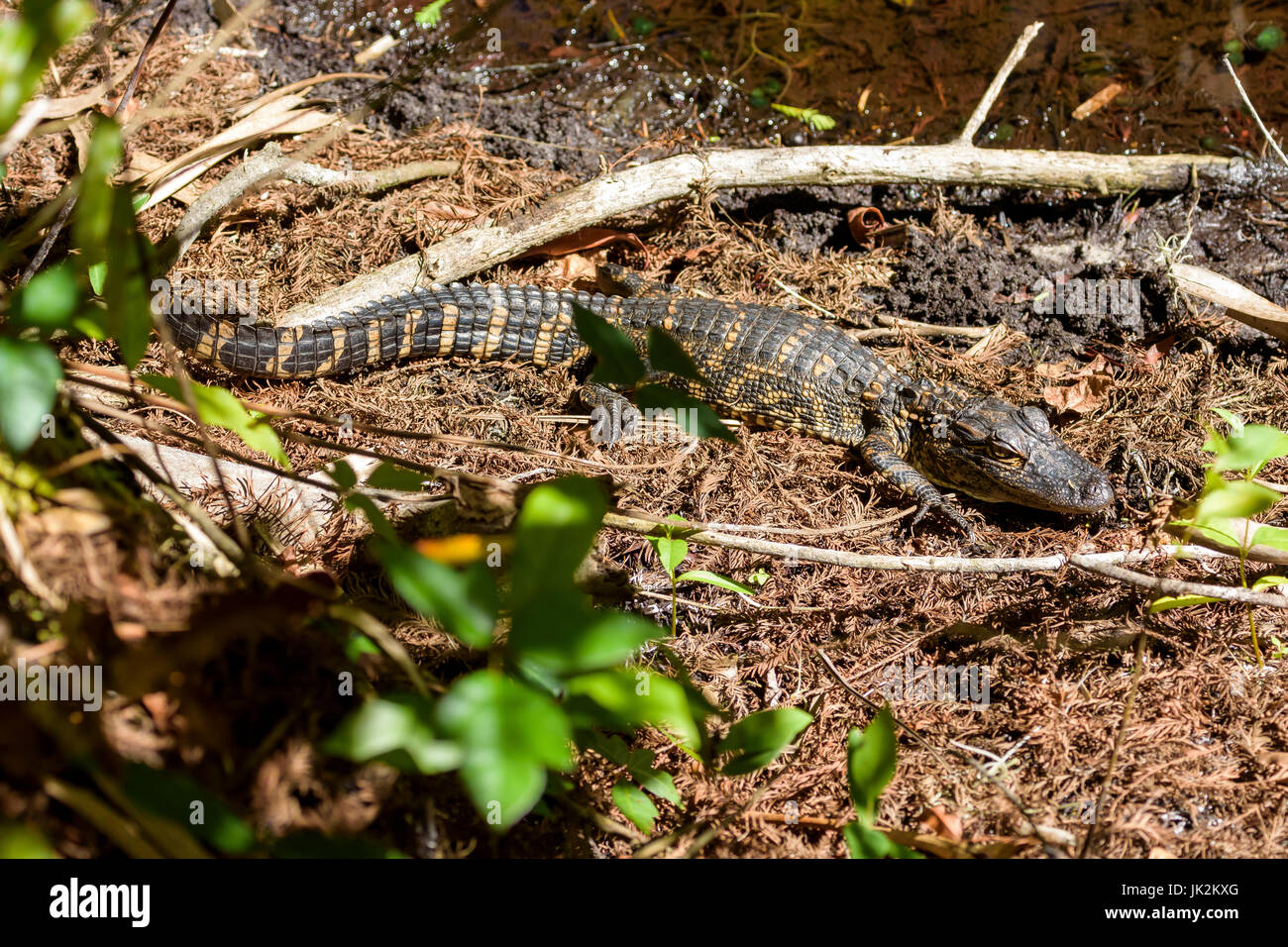 Baby alligator hatchling hi-res stock photography and images - Alamy