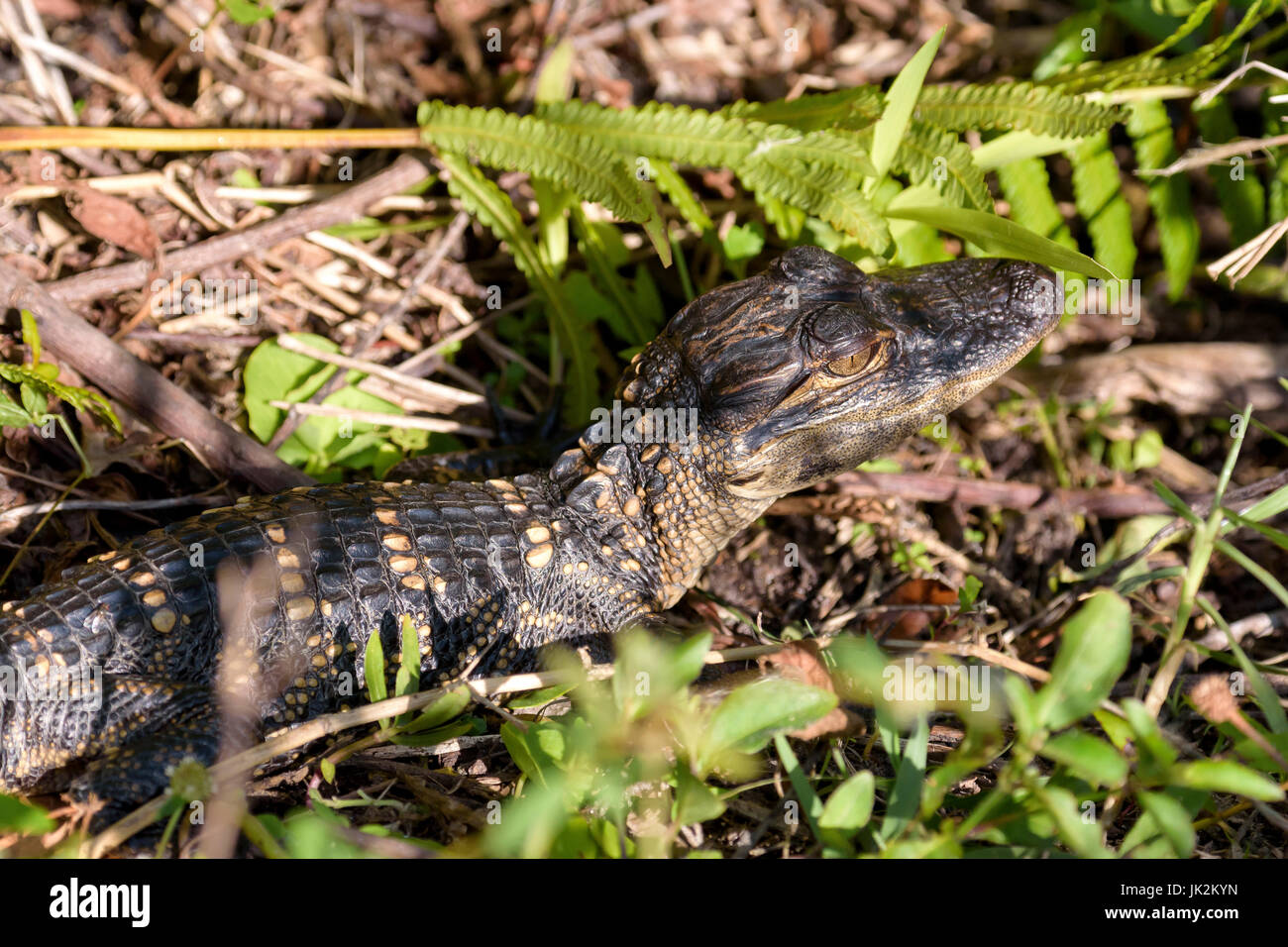 Alligator mississippiensis hatchling hi-res stock photography and ...