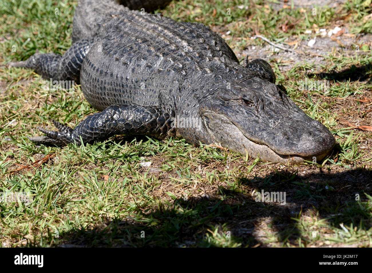 American alligator (Alligator mississippiensis) Big Cypress Bend ...