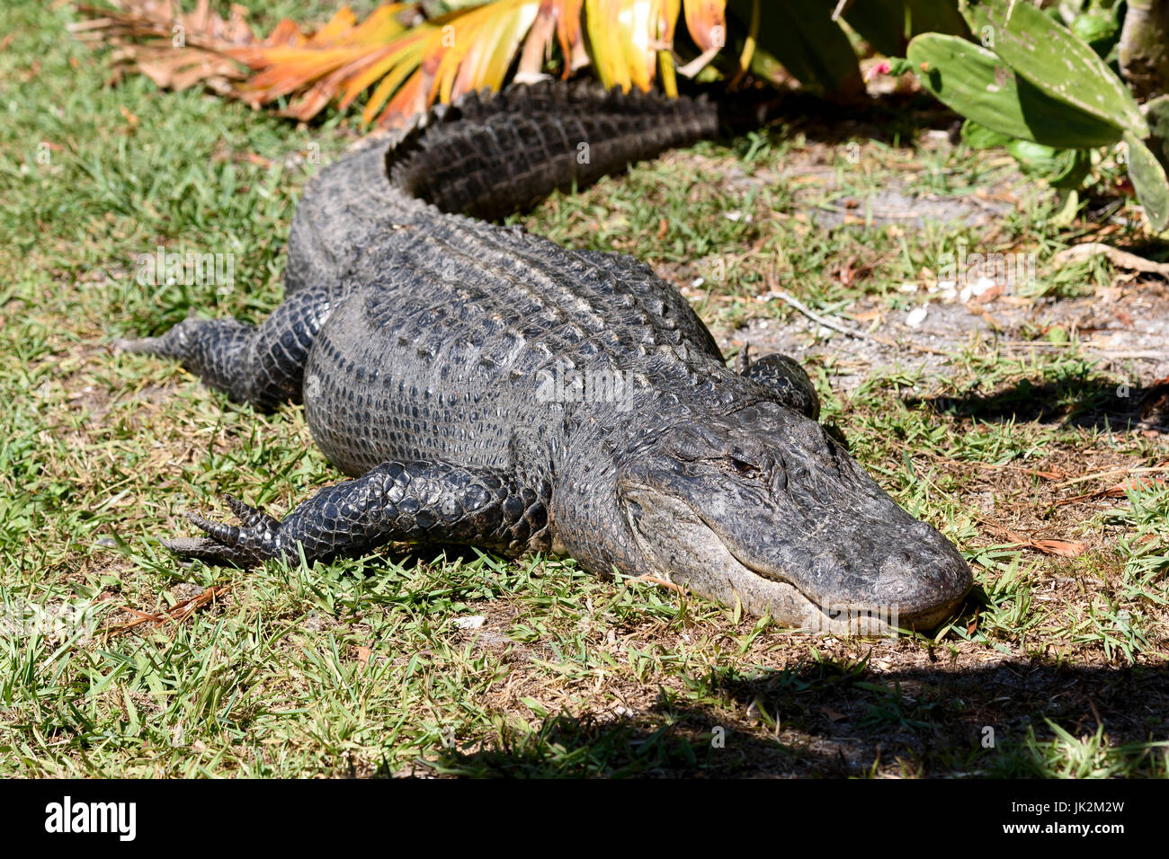 American alligator (Alligator mississippiensis) Big Cypress Bend ...