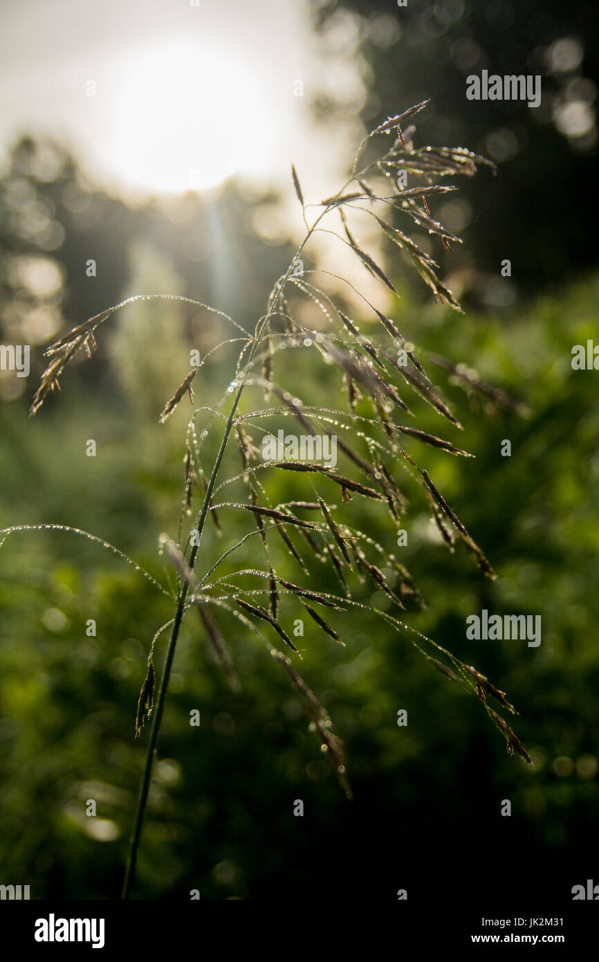 Bromus inermis Leyss.Field grass covered with dew at dawn Stock Photo ...
