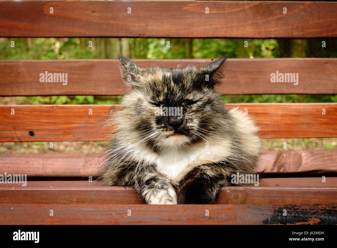 Cat sleeping on a bench Stock Photo - Alamy