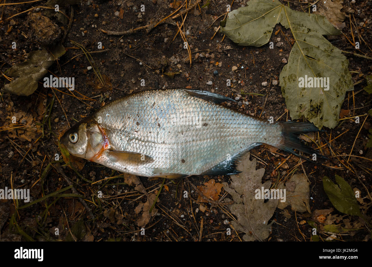 Dead fish lying on a ground Stock Photo - Alamy