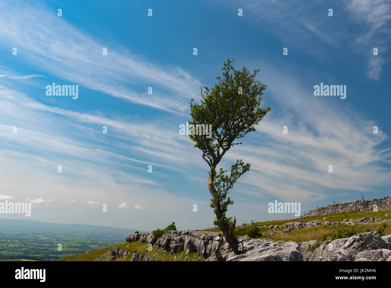 Lone tree on Twisleton Scar in The Yorkshire dales Stock Photo - Alamy
