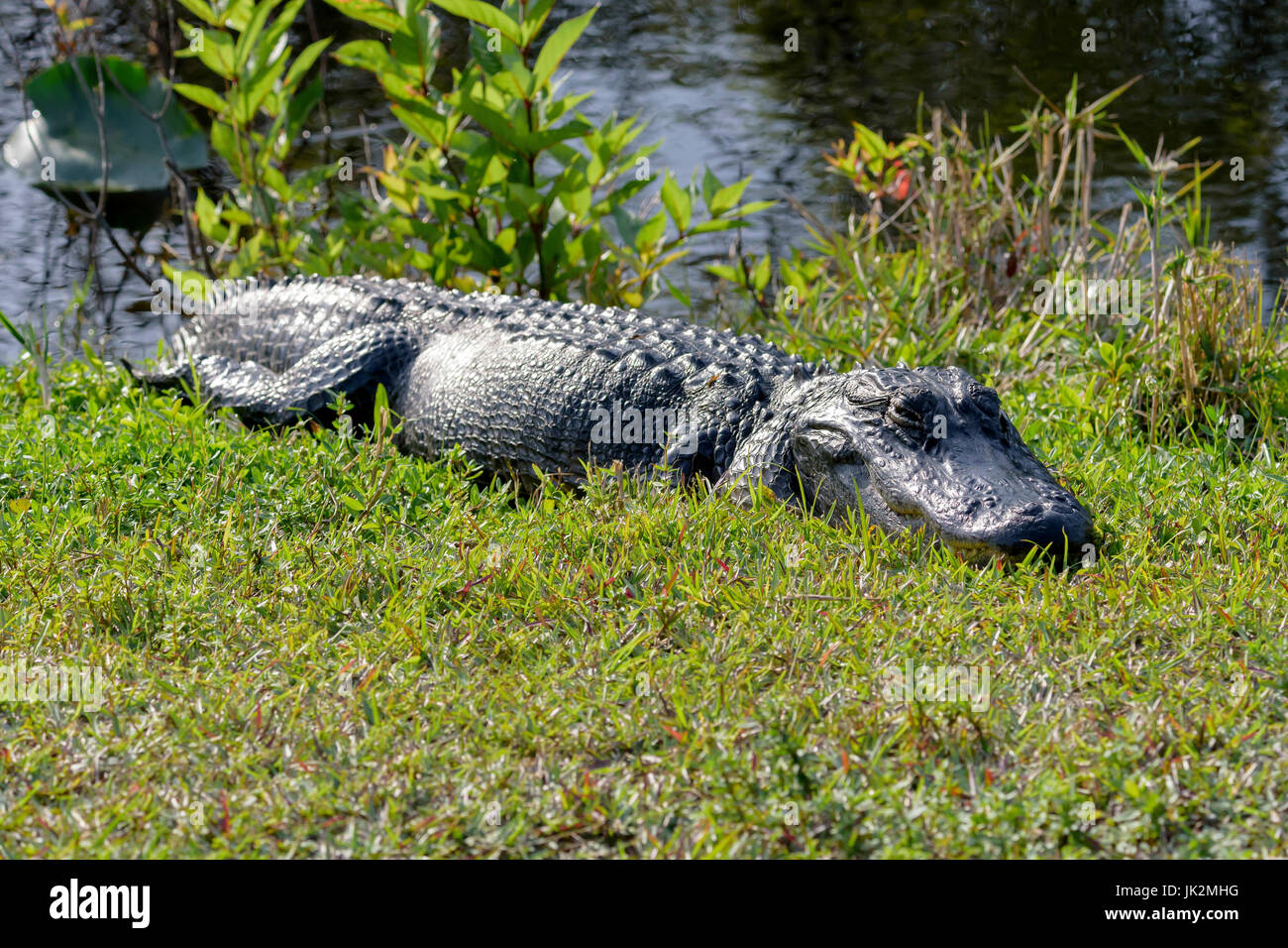 American alligator basking (Alligator mississippiensis), Shark Valley ...