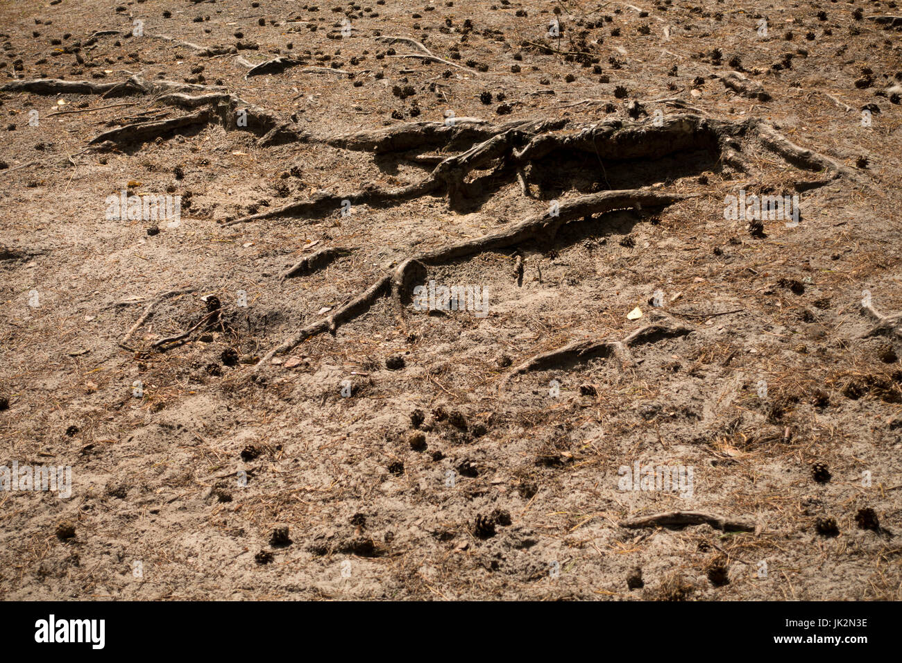 Cones and roots on the ground Stock Photo - Alamy