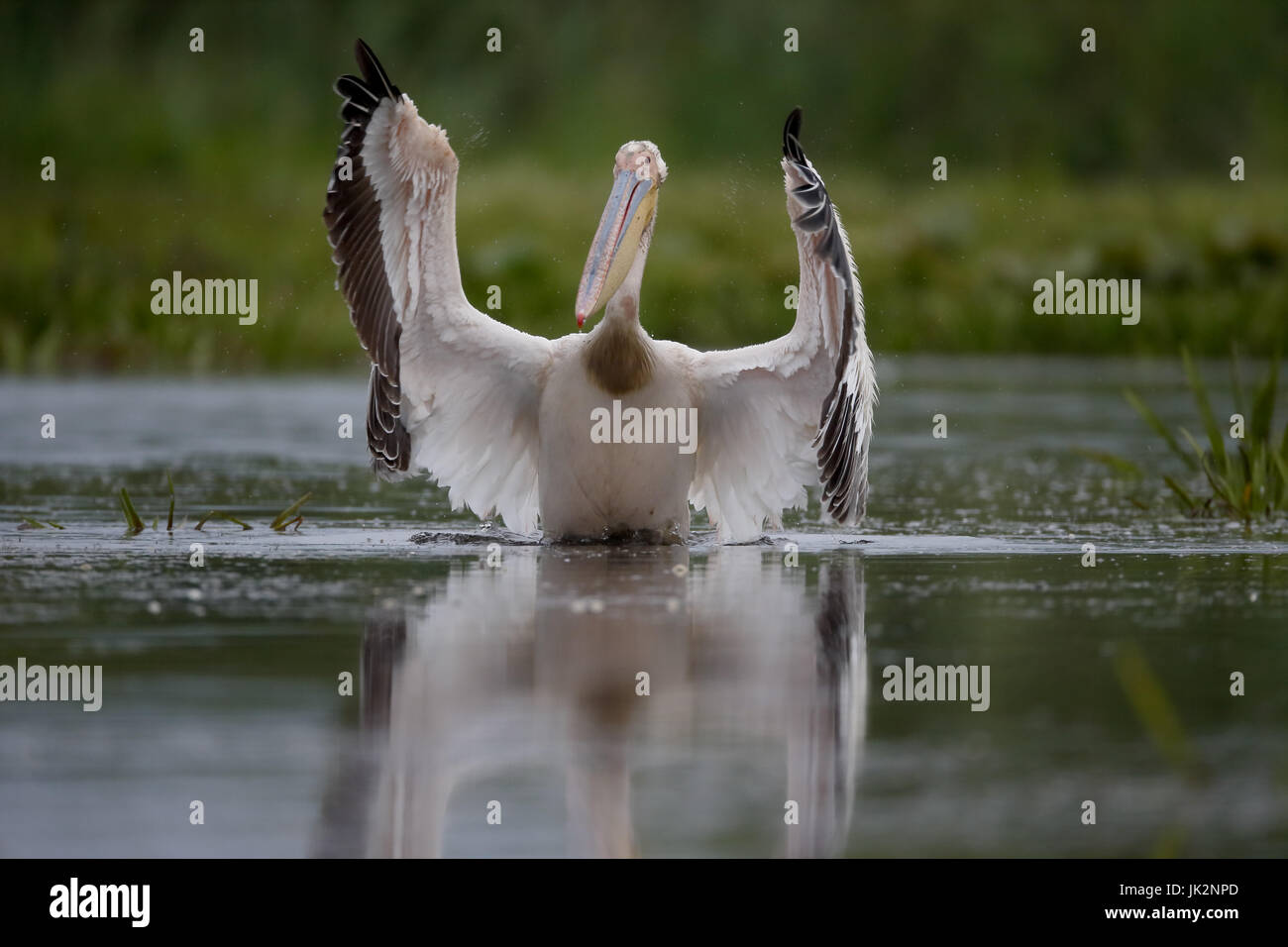 Great white-pelican, Pelecanus onocrotalus, single bird wing stretch on ...
