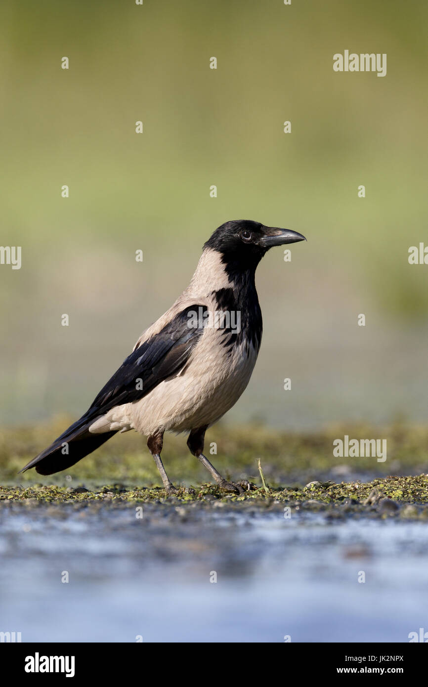 Hooded crow, Corvus corone cornix, single bird by water, Romania, July ...