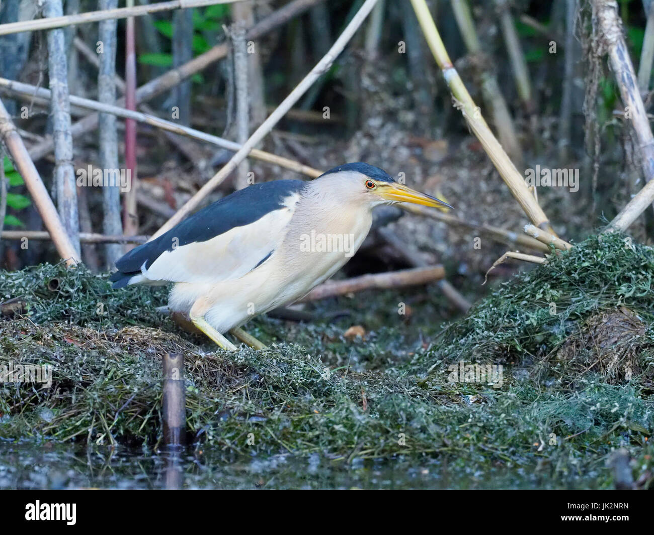 Little bittern, Ixobrychus minutus, single male by water, Romania, July ...