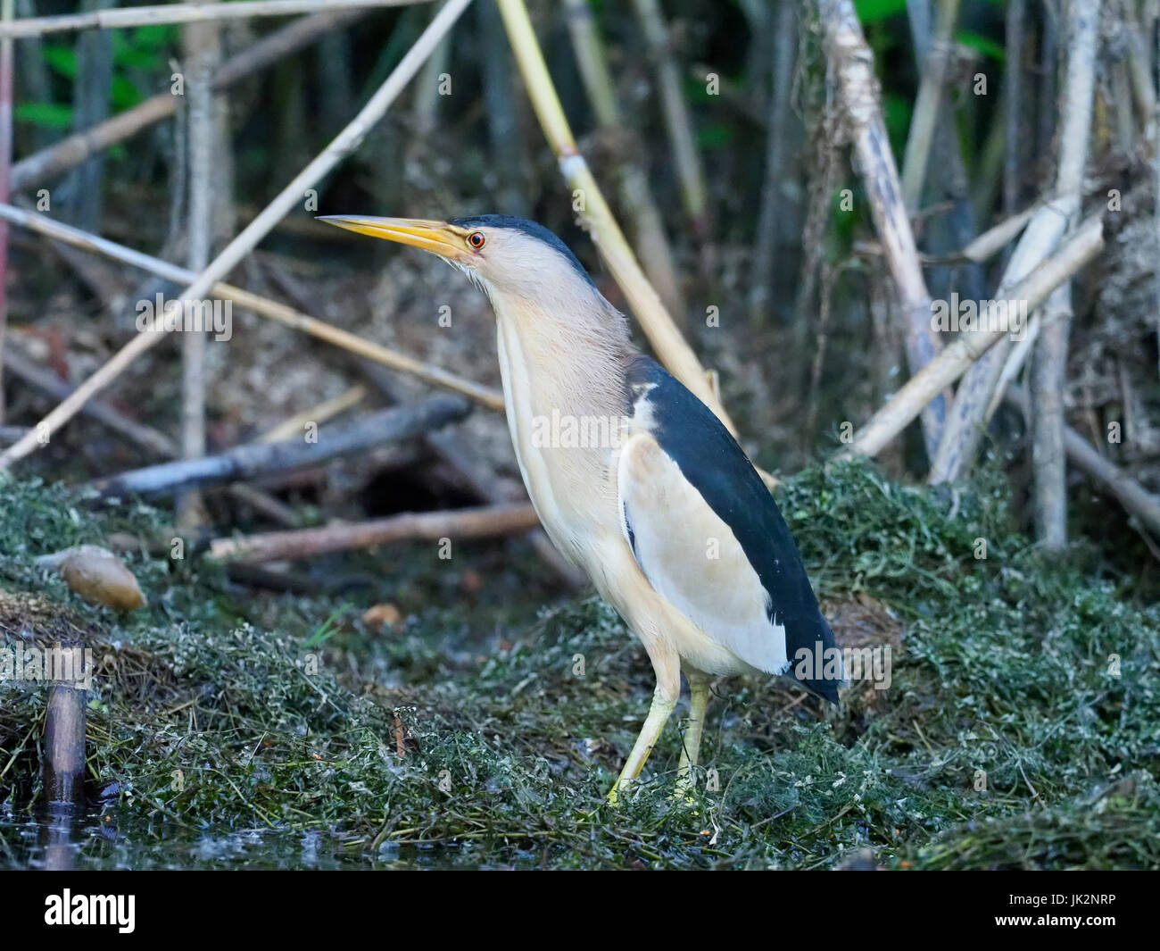 Little bittern, Ixobrychus minutus, single male by water, Romania, July ...