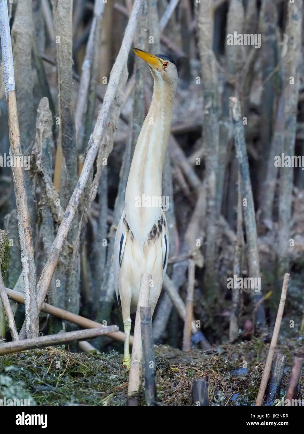 Little bittern, Ixobrychus minutus, single male stretching to hide ...