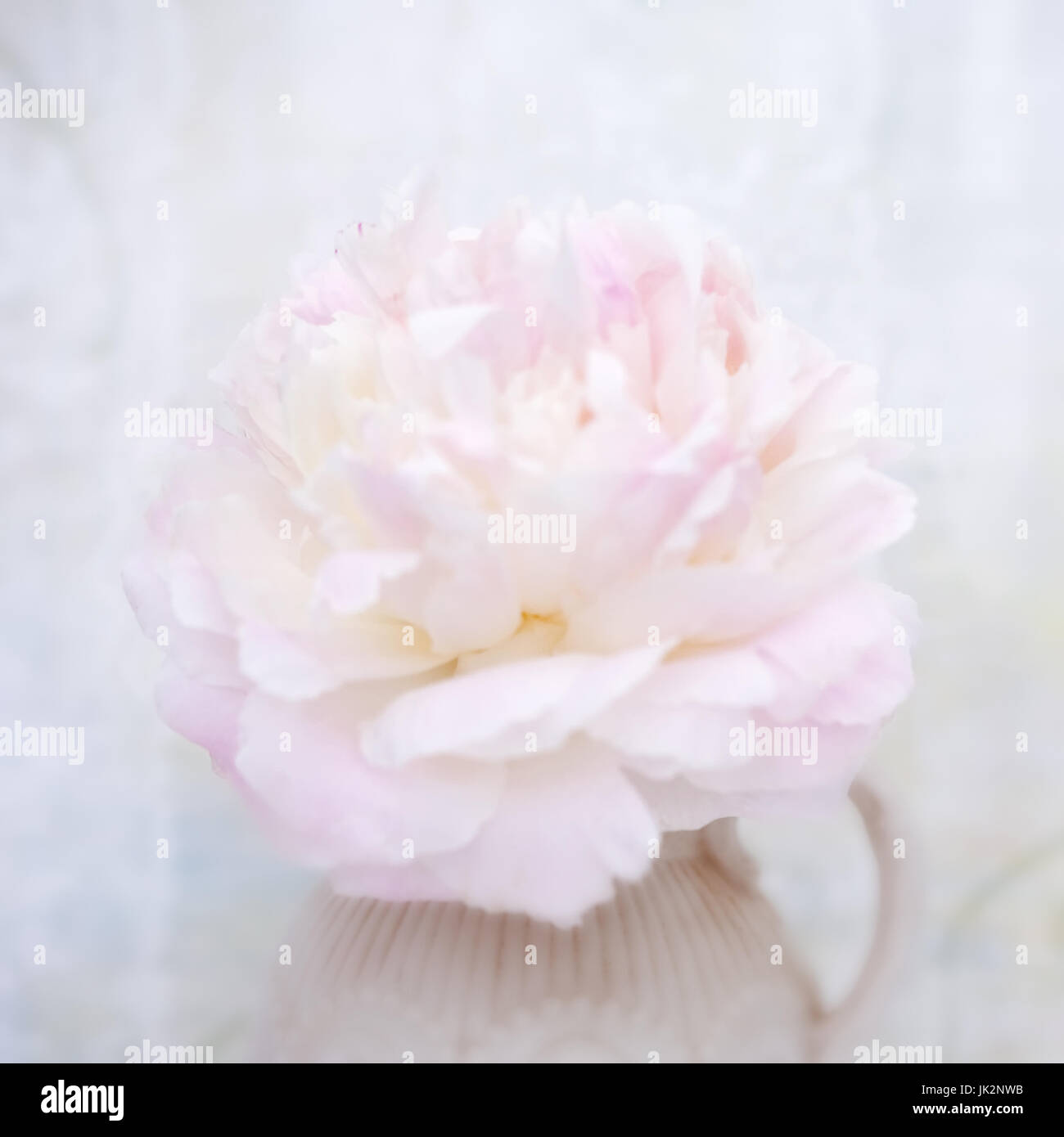 Close up study of a pale Peony Stock Photo - Alamy