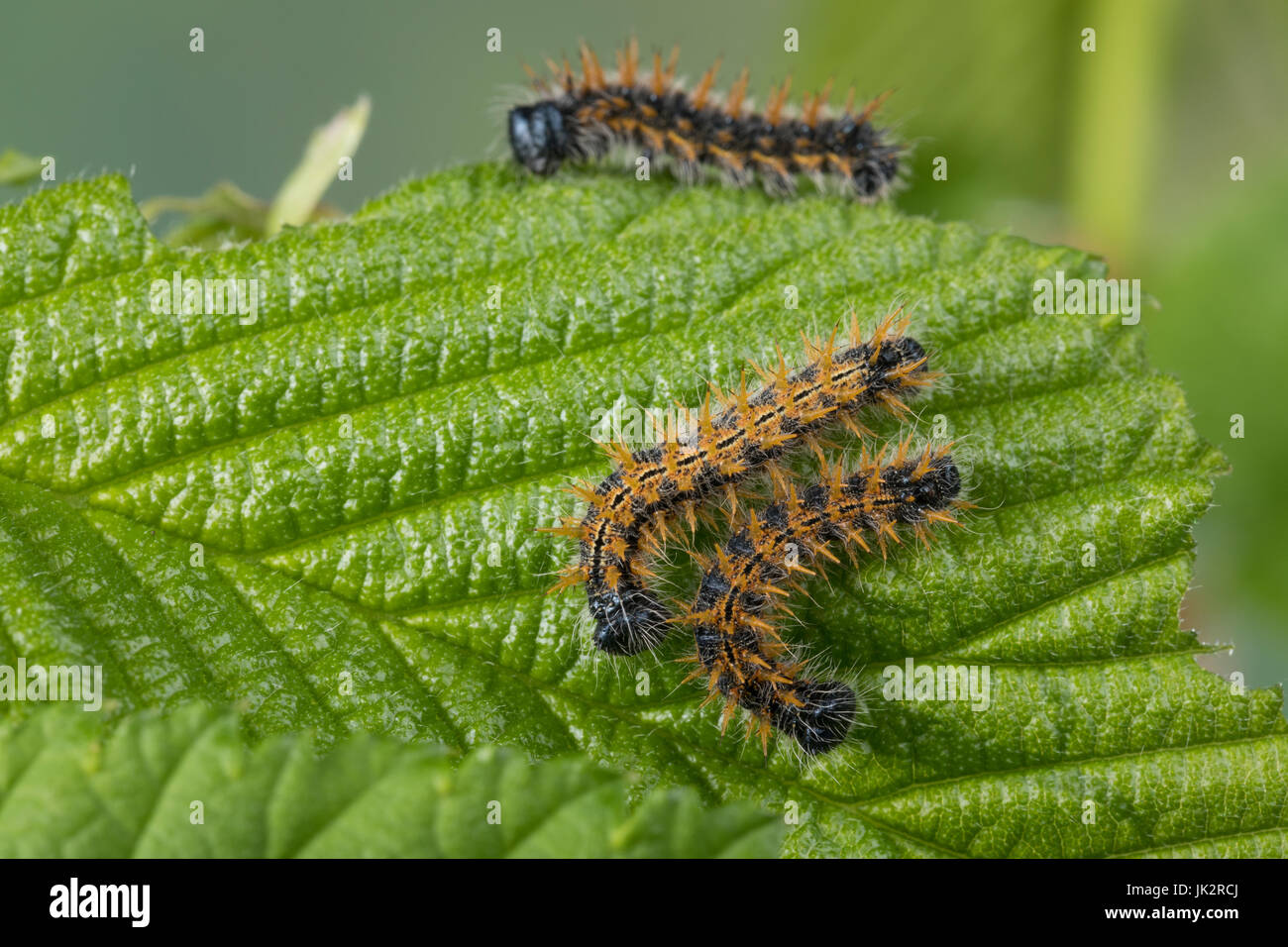 Tortoiseshell butterfly caterpillar hi-res stock photography and images ...