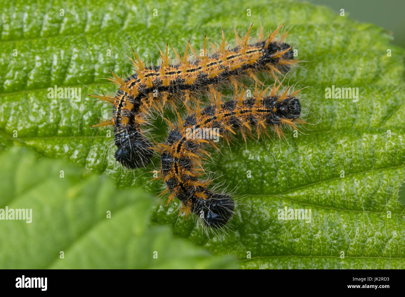 Großer Fuchs, Raupe, Raupen, Nymphalis polychloros, large tortoiseshell ...