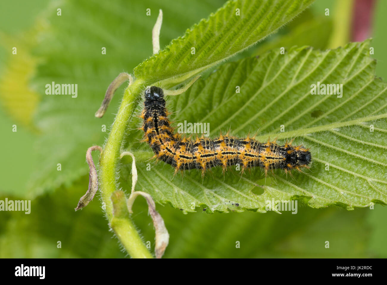 Tortoiseshell butterfly caterpillar hi-res stock photography and images ...