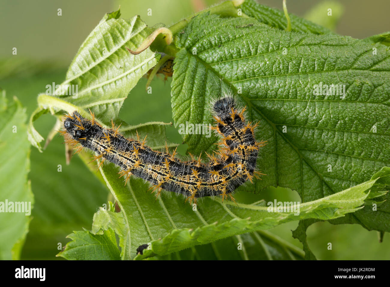 Fuchs raupe hi-res stock photography and images - Alamy