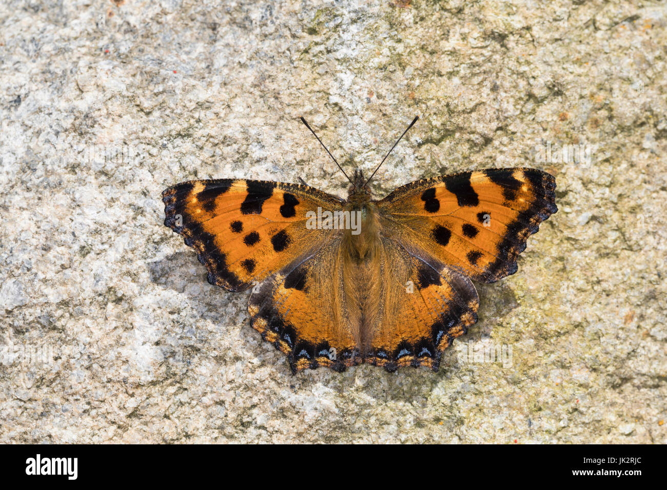 Großer Fuchs, Nymphalis polychloros, large tortoiseshell, blackleg ...