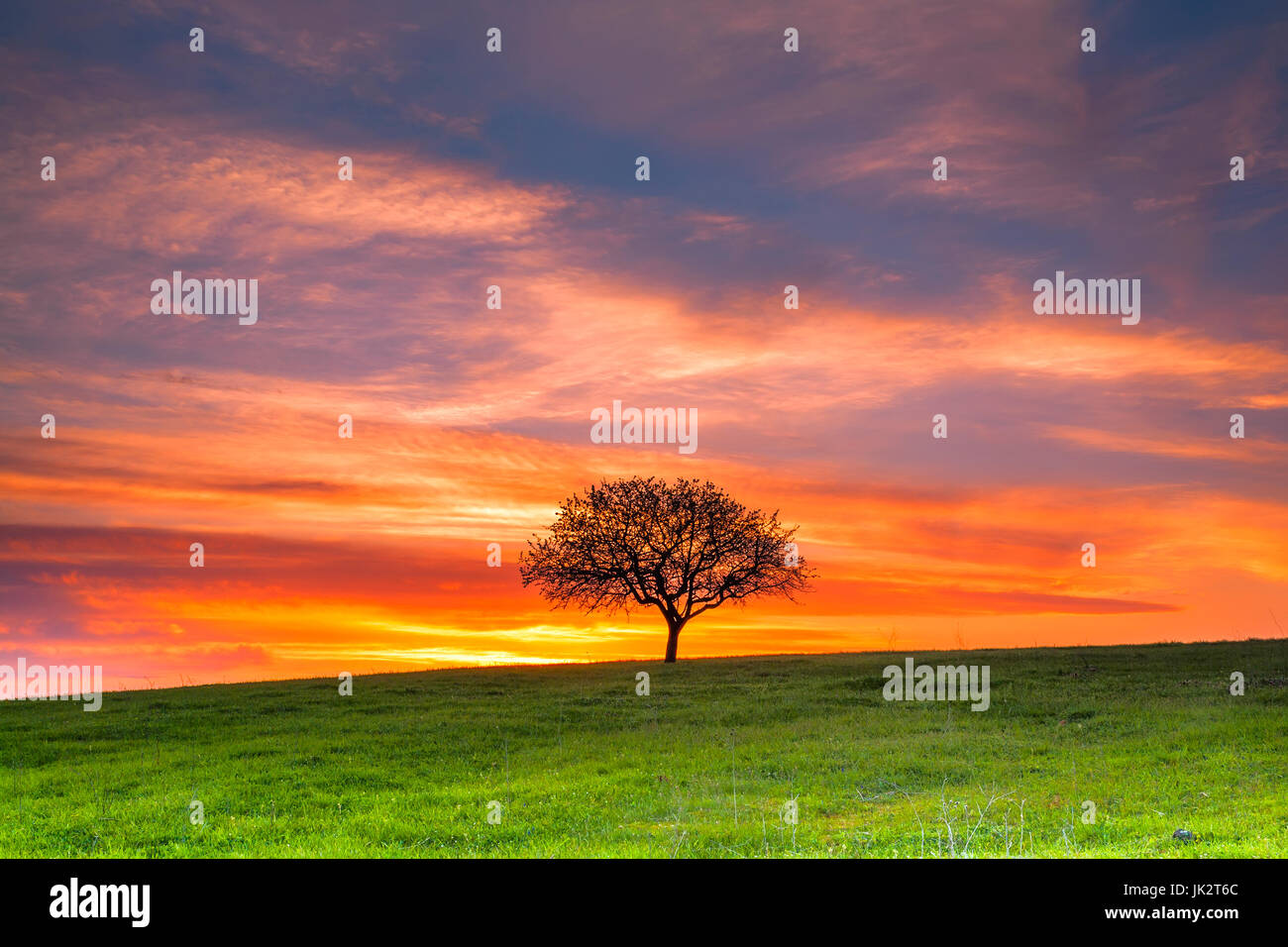 Small tree in a middle of a green meadow at sunset Stock Photo - Alamy
