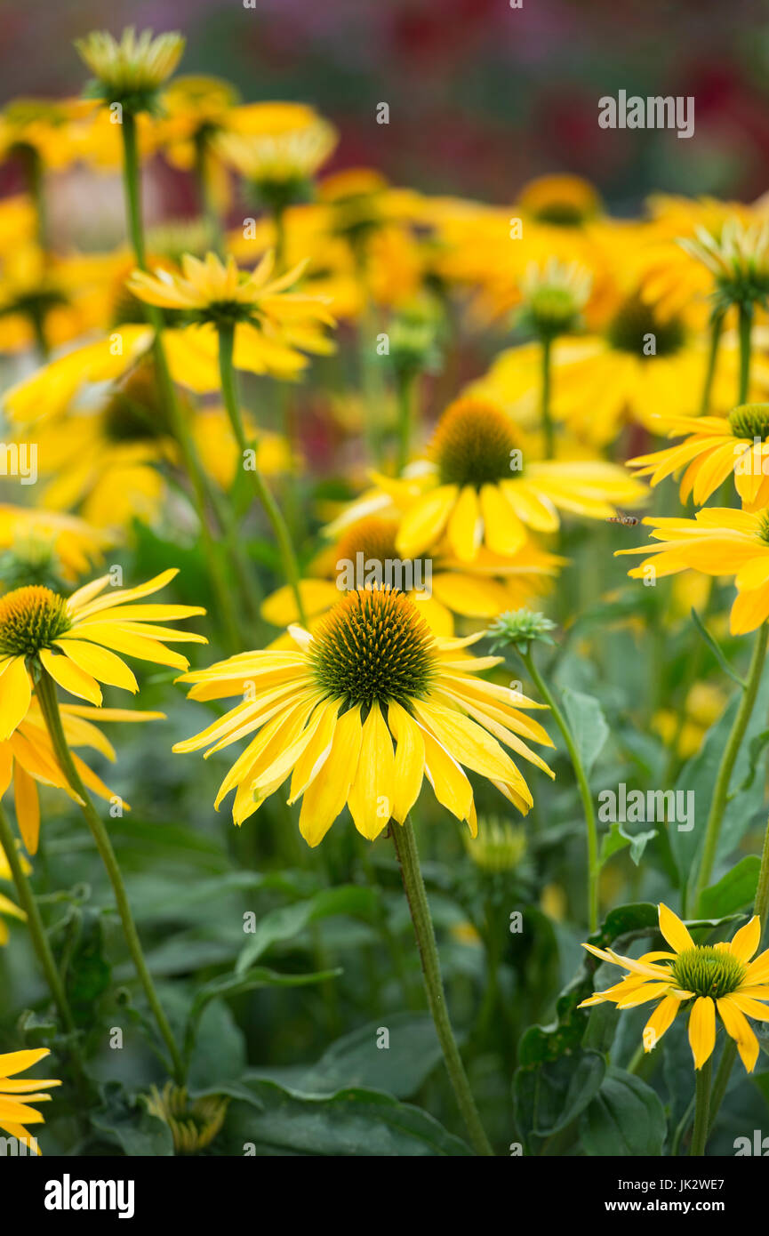 Echinacea 'Leilani'. Coneflowers Stock Photo - Alamy