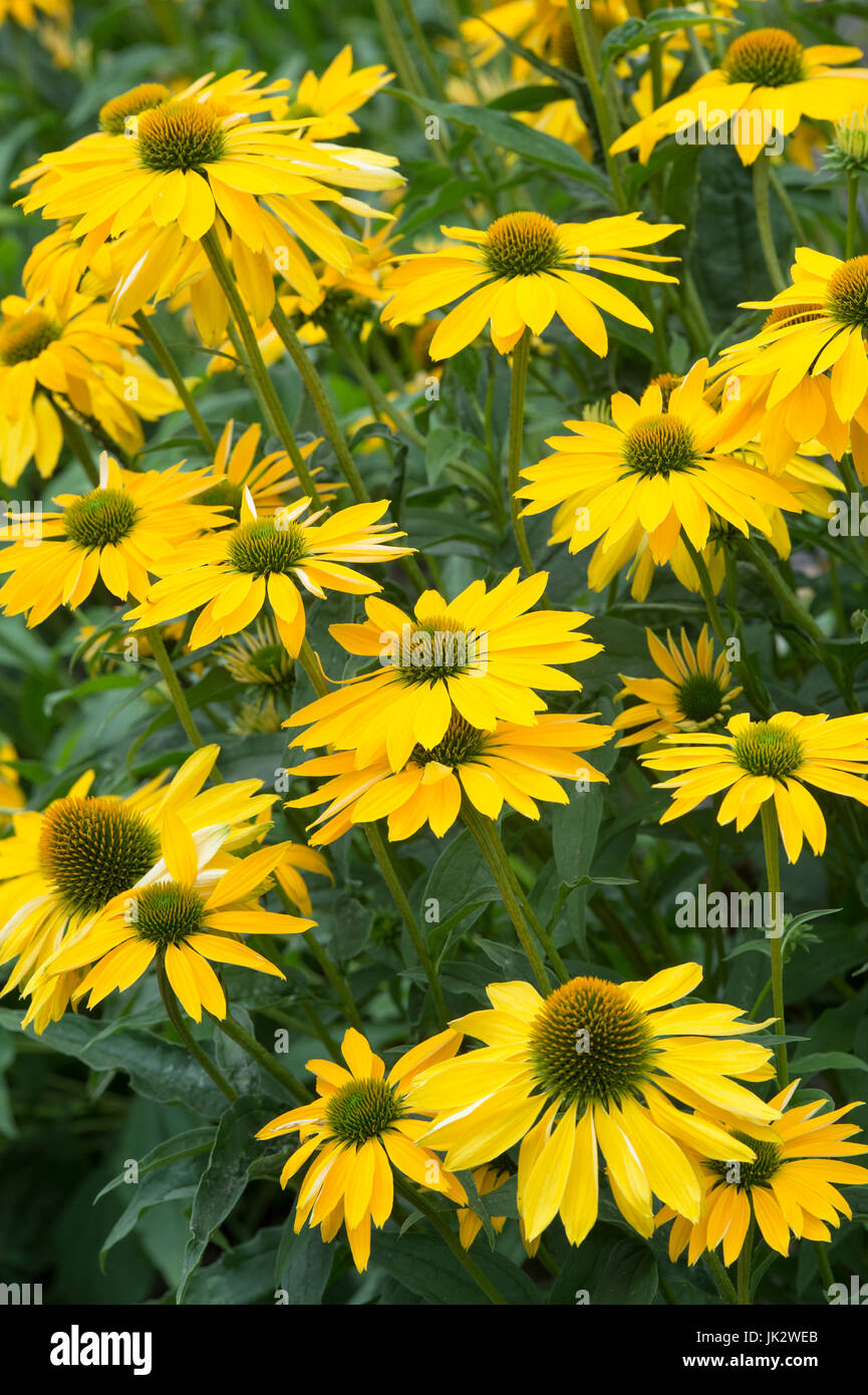 Coneflower leilani hi-res stock photography and images - Alamy