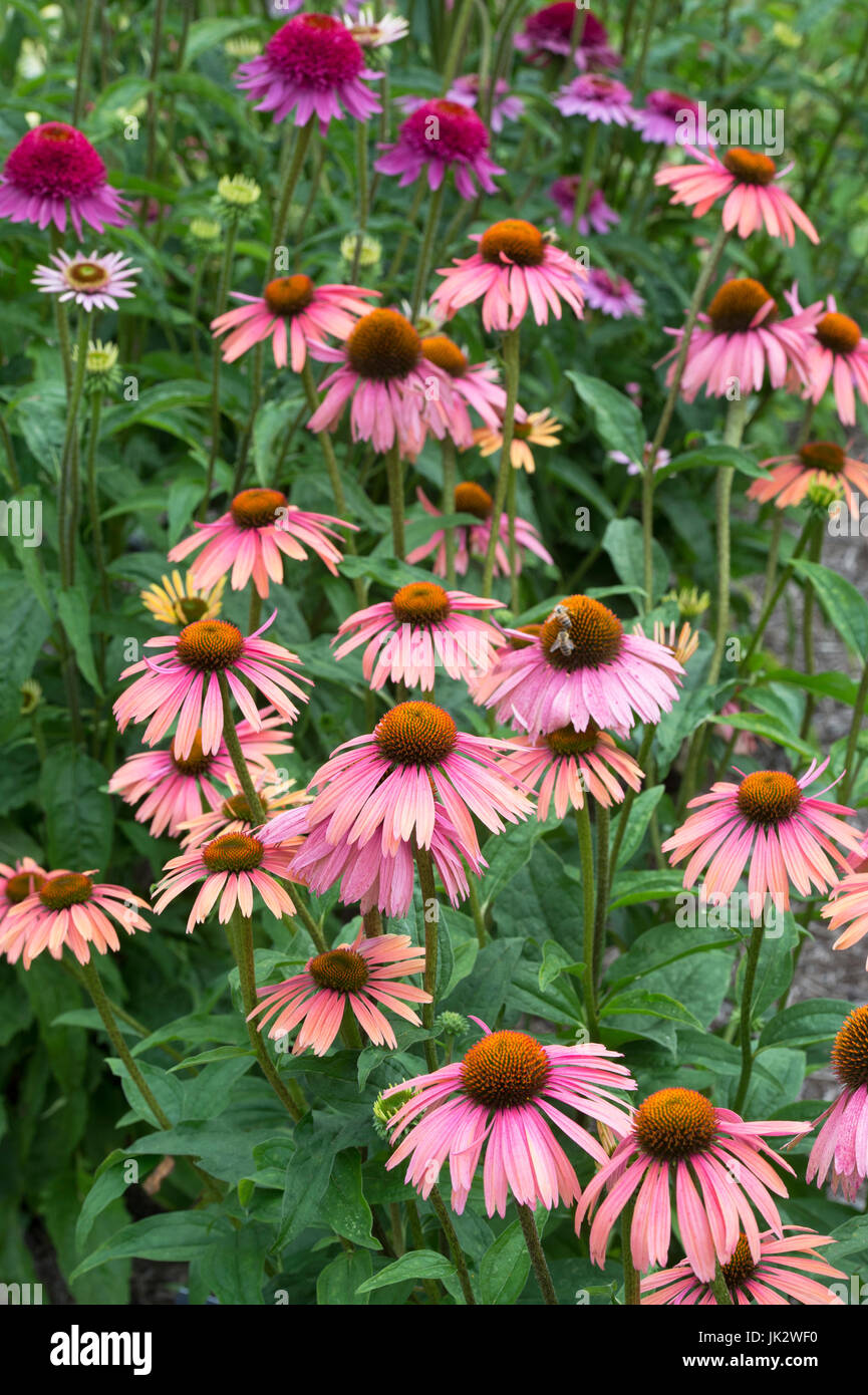 Echinacea summer cocktail hi-res stock photography and images - Alamy