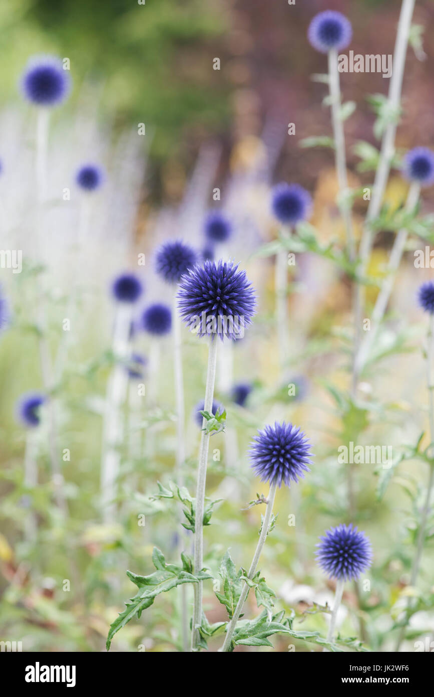 Blue spiky flowers hi-res stock photography and images - Alamy