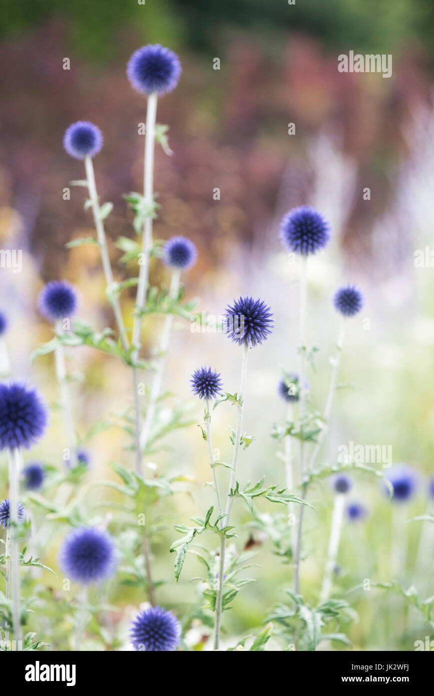 Blue spiky flowers hi-res stock photography and images - Alamy