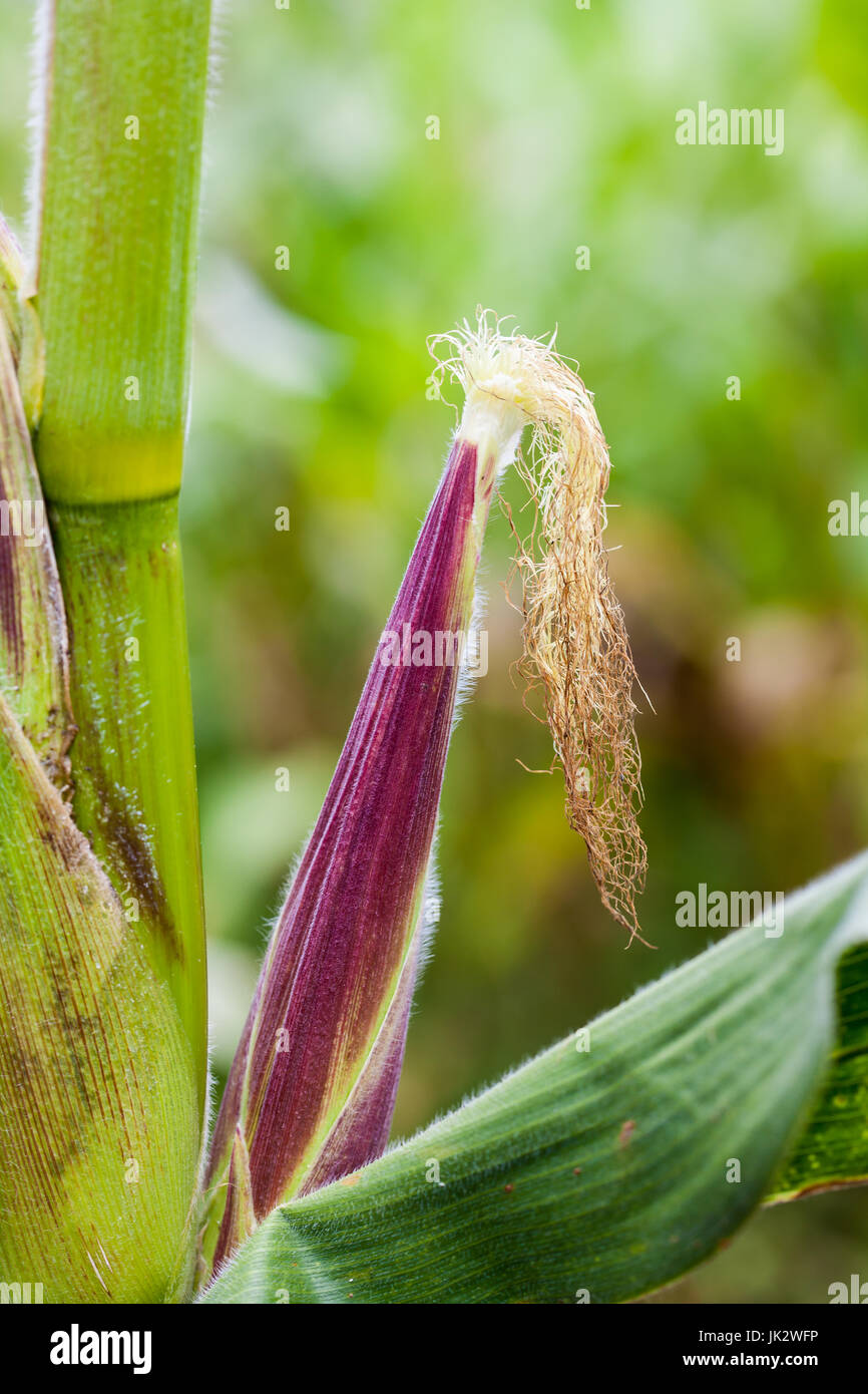 Corn cob (Zea mays) at organic corn cultivation field Stock Photo - Alamy