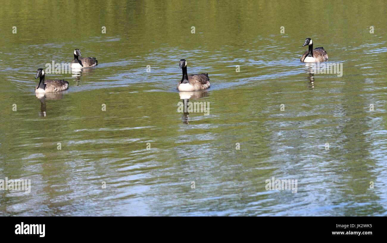 Canada geese in the pond at the New Mills Nature Reserve Stock Photo ...