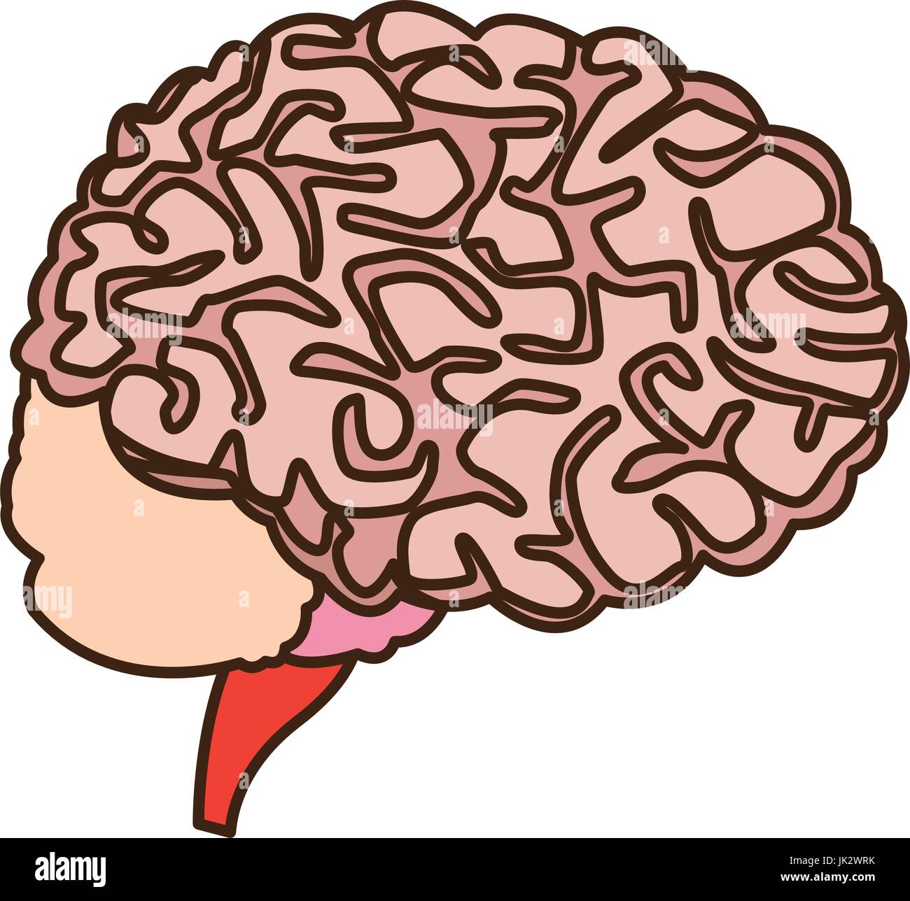 human brain for medical healthy memory anatomy design Stock Vector ...