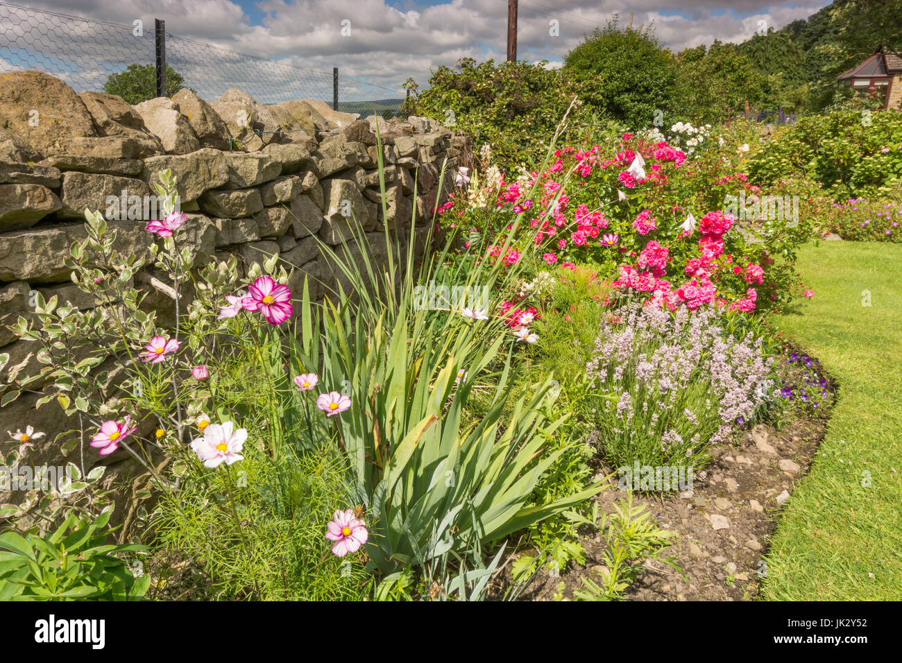 Garden border with Cosmos, Lavender and rose bush Stock Photo - Alamy