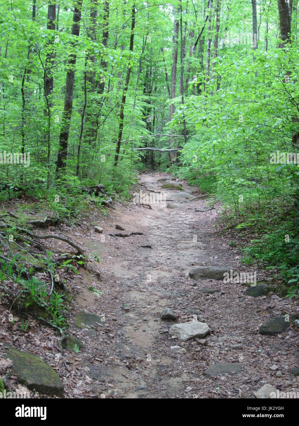 Leafy footpath through forest hi-res stock photography and images - Alamy