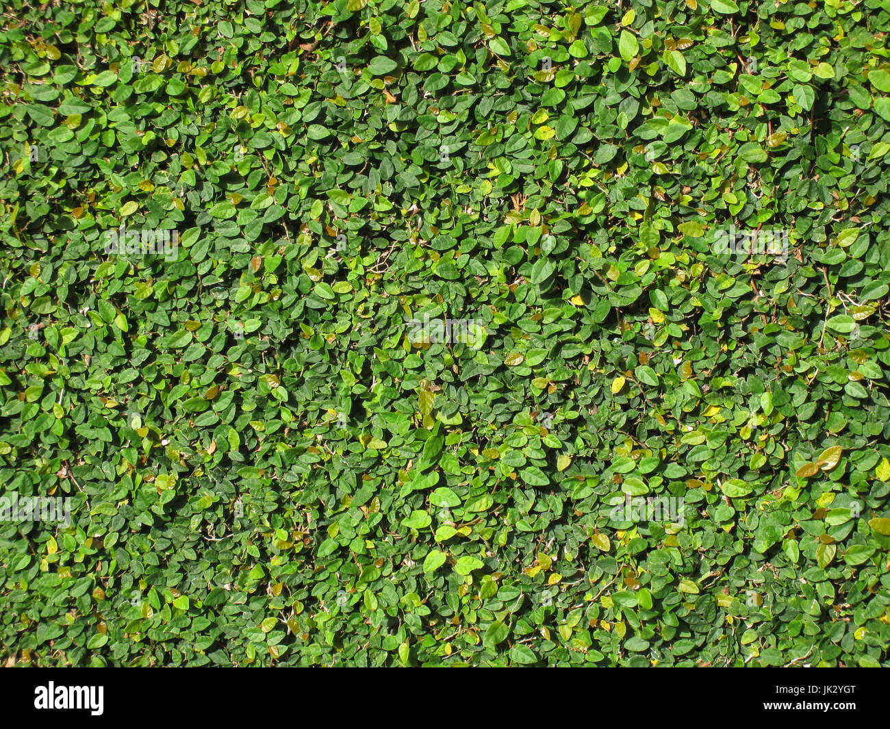 Green leafy vine covered wall for background Stock Photo - Alamy