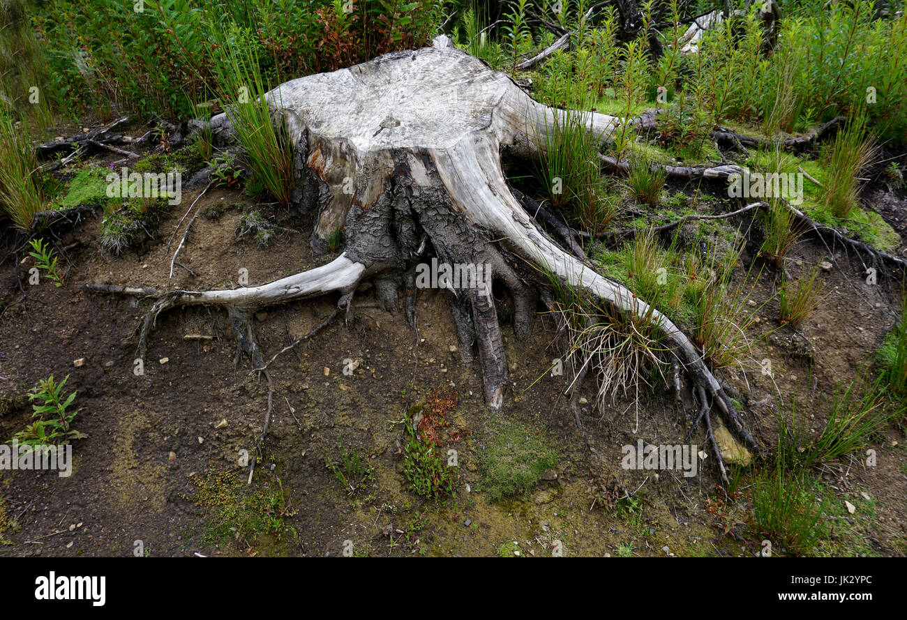 Felled Tree Stump in a forest clearing at Killhope Stock Photo - Alamy