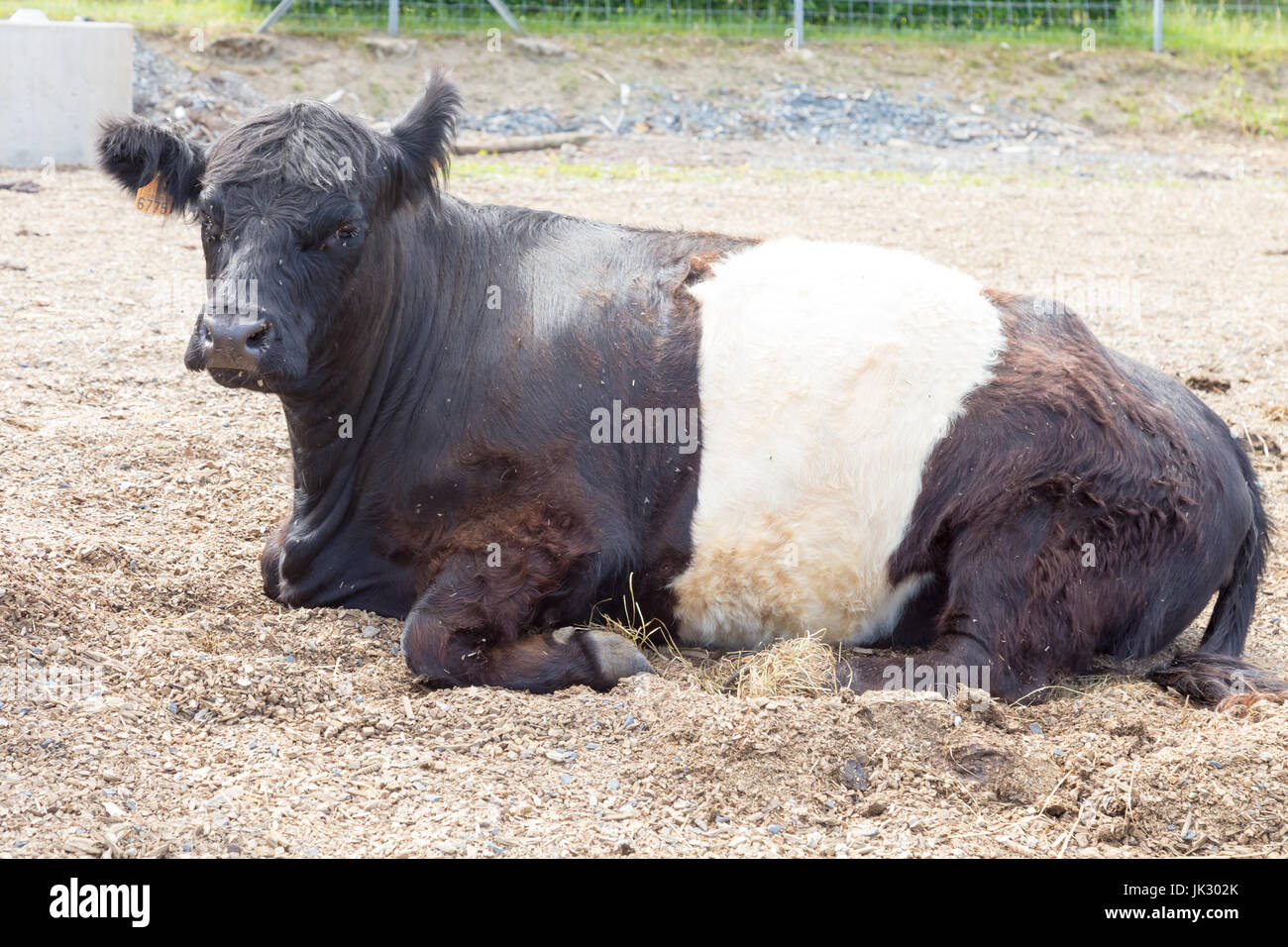 British blue bull cow hi-res stock photography and images - Alamy